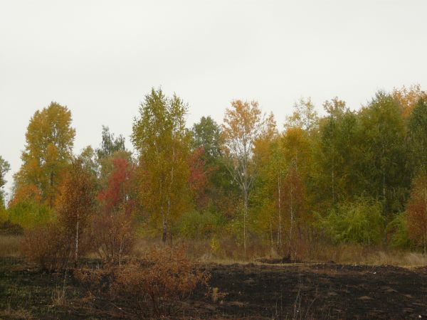 forest side view texture 0007 - Texturelib